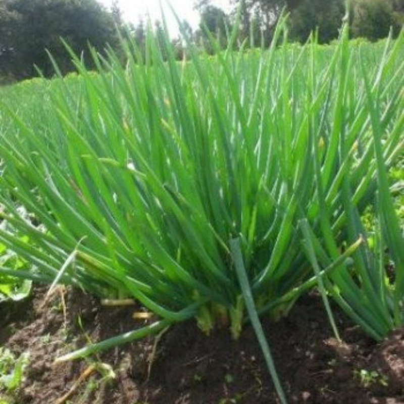 Cebollin / Scallion "Evergreen Hardy" Seeds – Cultivos Borinquen
