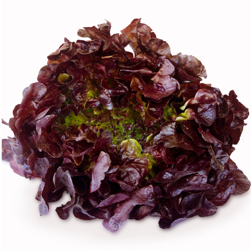 Semilla Lechuga Roja / Red Lettuce "Red Salad Bowl" – Cultivos Borinquen
