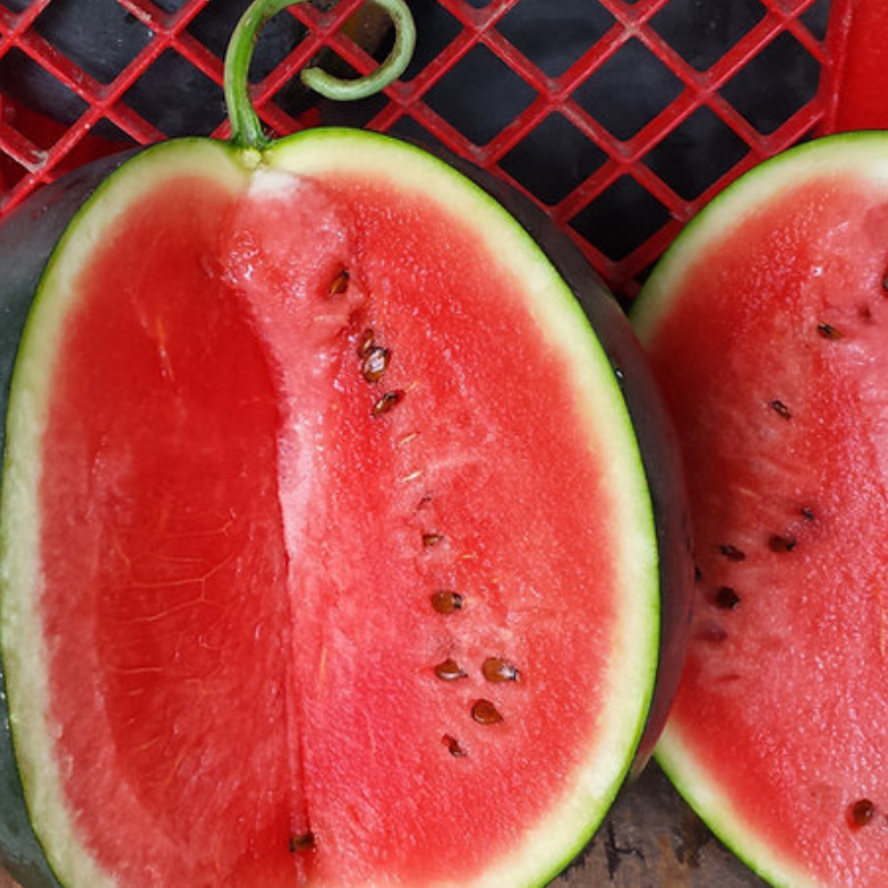 Melón / Watermelon "Sugar Baby" – Cultivos Borinquen