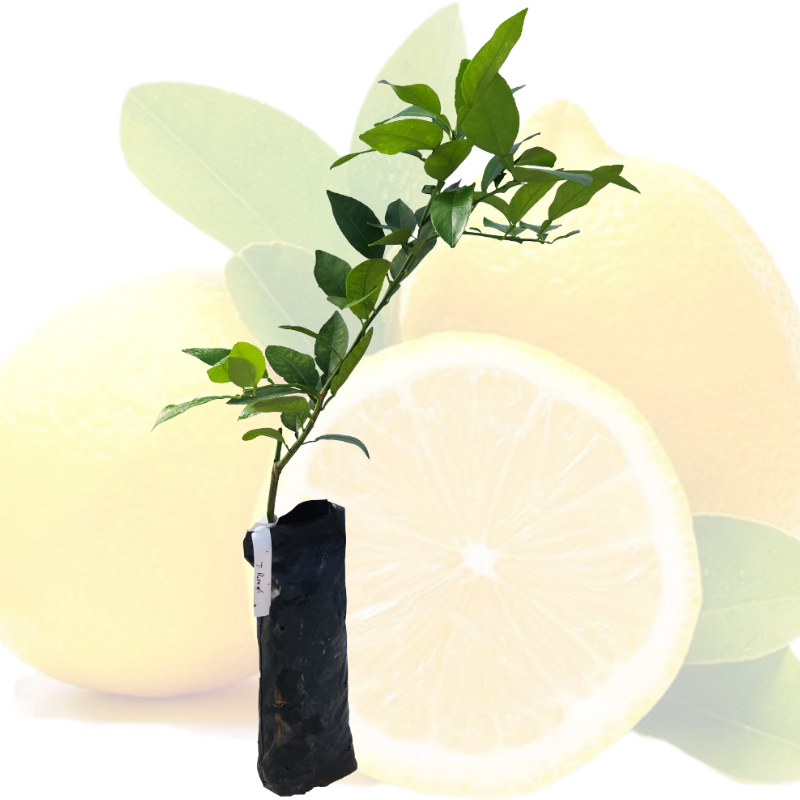 Injerto Limón Tahití – Cultivos Borinquen