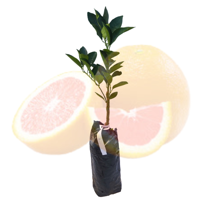 Injerto China Nebo – Cultivos Borinquen