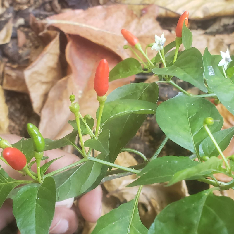 Semillas Aji Picante/ Spicy Pepper "de Puerto Rico" – Cultivos Borinquen