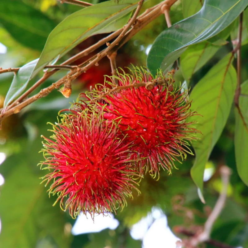 Rambutan Tree Size BANGLADESH: Rambutan Gaining Popularity In