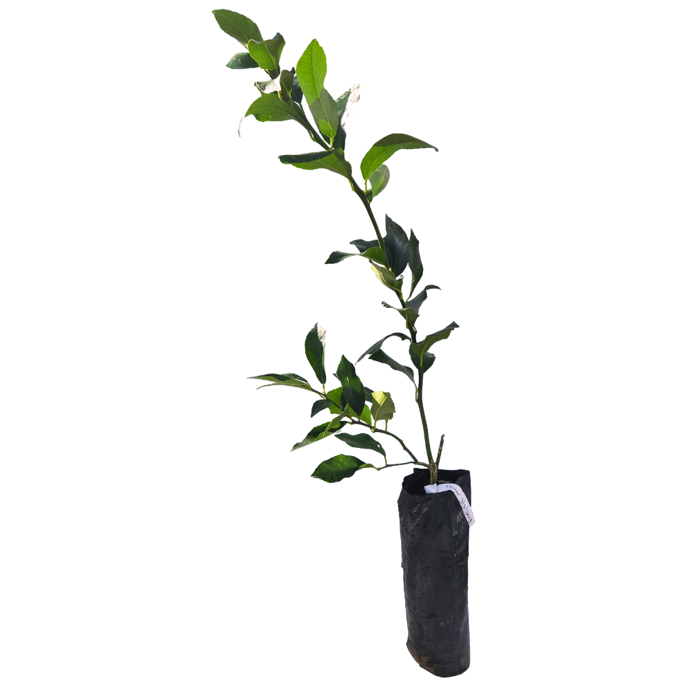 Injerto Limón Mayer – Cultivos Borinquen